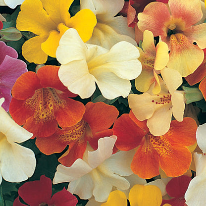 Mimulus Magic Mixed | Monkey Flowers – Gardeners Dream