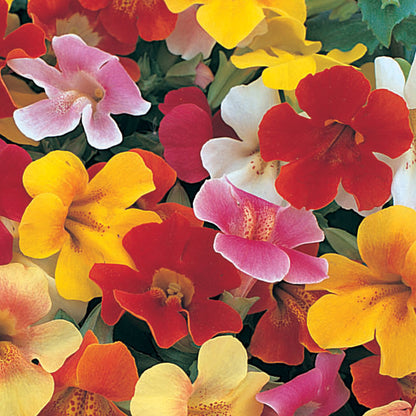 Mimulus Magic Mixed | Monkey Flowers – Gardeners Dream