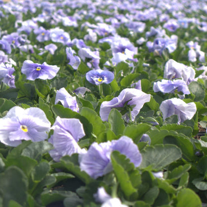 Pansy Azure Blue | Garden Pansy – Gardeners Dream