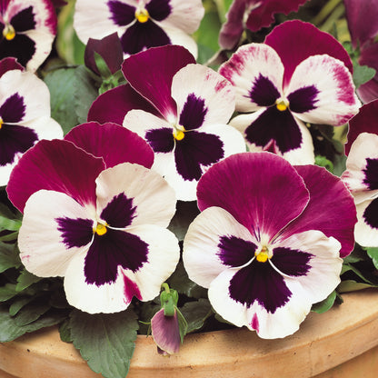 Pansy Cassis | Garden Pansy – Gardeners Dream