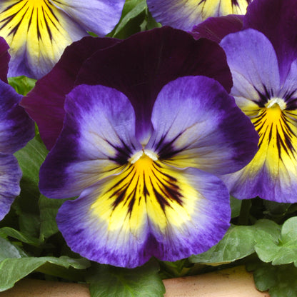 Pansy Midnight Glow | Garden Pansy – Gardeners Dream