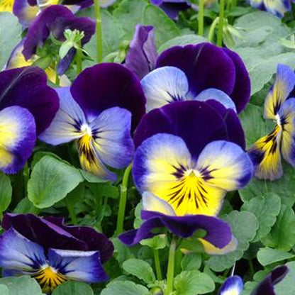 Pansy Midnight Glow | Garden Pansy – Gardeners Dream