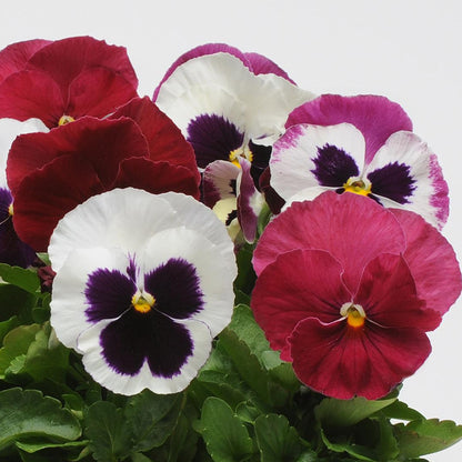 Pansy Raspberry Sundae | Garden Pansy – Gardeners Dream