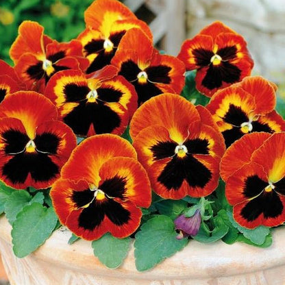 Pansy Solar Fire | Garden Pansy – Gardeners Dream