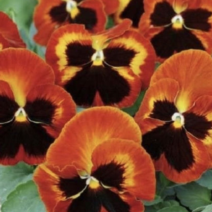 Pansy Solar Fire | Garden Pansy – Gardeners Dream