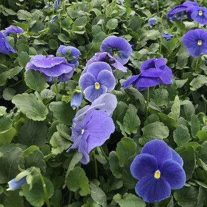Pansy True Blue | Garden Pansy – Gardeners Dream