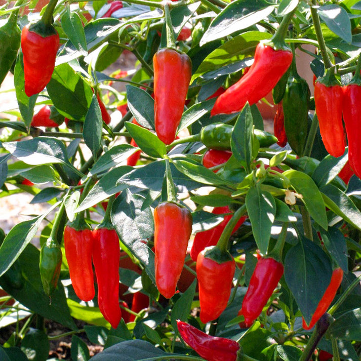 Chilli Pepper 'Apache' | Chilli Pepper – Gardeners Dream