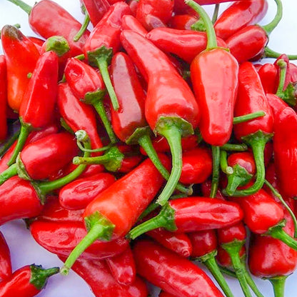 Chilli Pepper 'Apache' | Chilli Pepper – Gardeners Dream