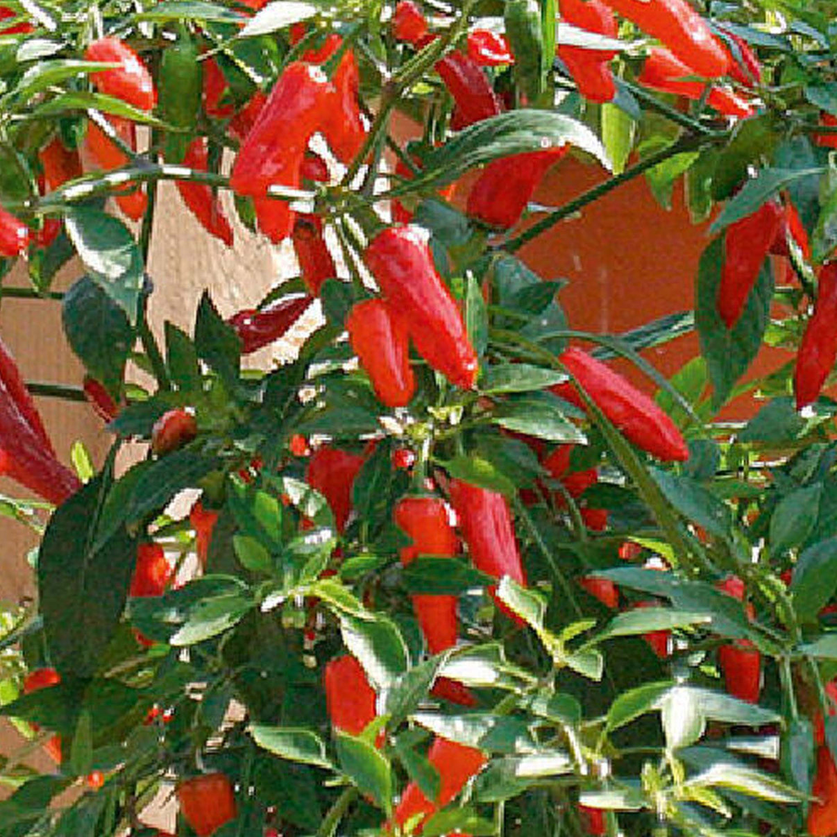 Chilli Pepper 'Apache' | Chilli Pepper – Gardeners Dream
