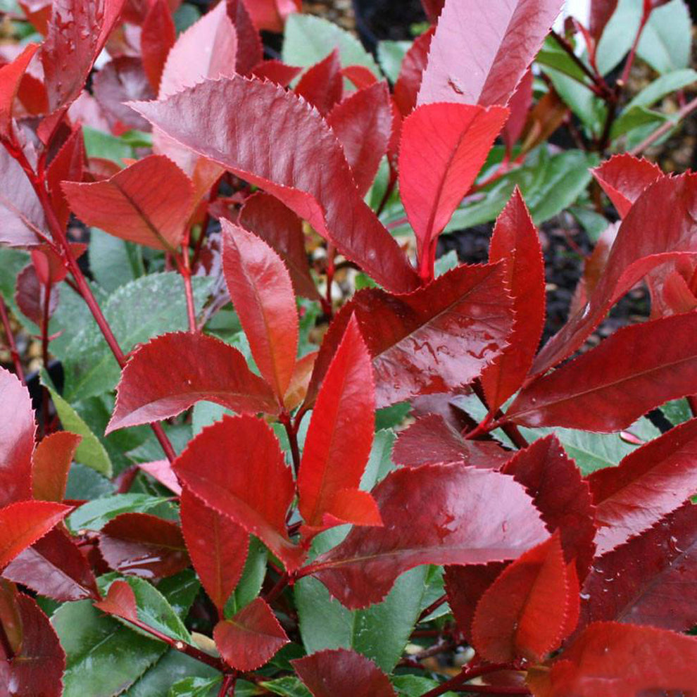 Photinia 'Red Robin' Tree | Christmas Berry Tree – Gardeners Dream