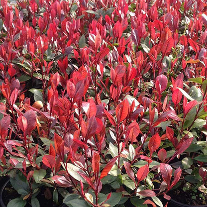 Photinia 'Red Robin' Tree | Christmas Berry Tree – Gardeners Dream