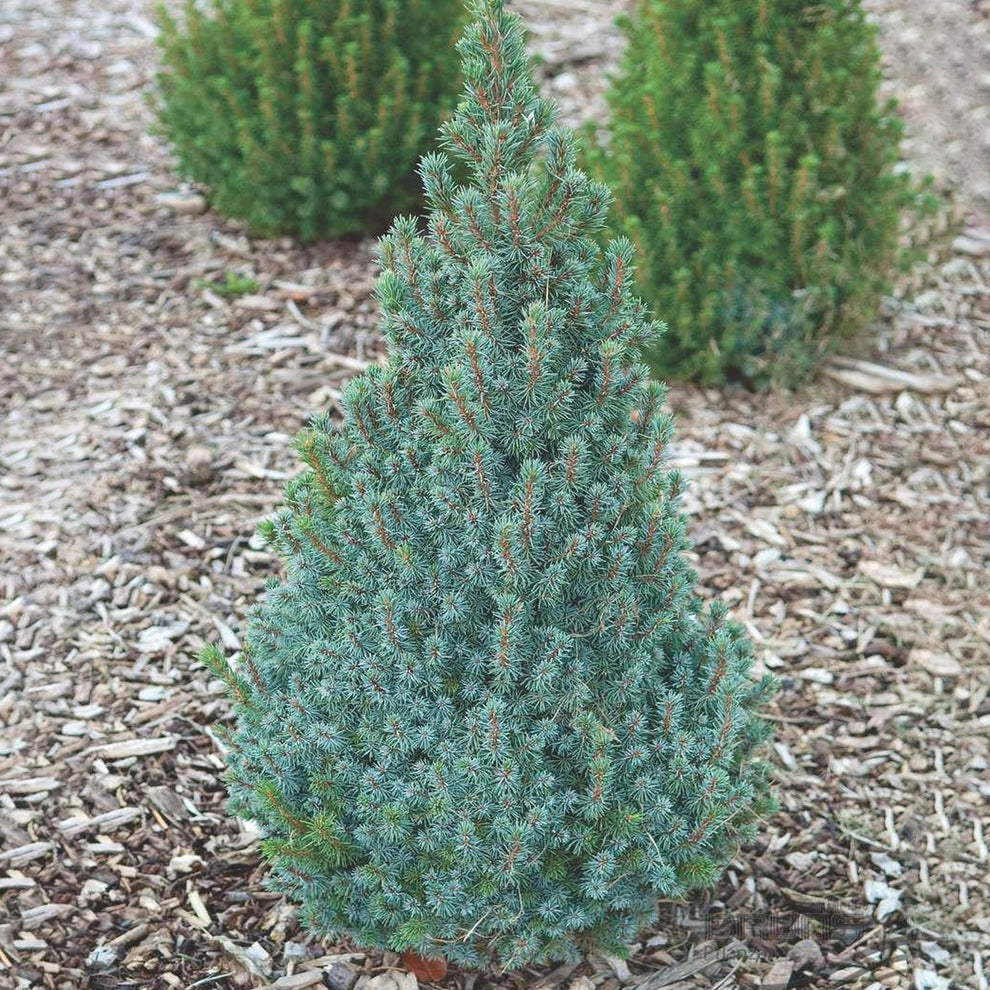 Picea 'Sander's Blue' | White Spruce – Gardeners Dream