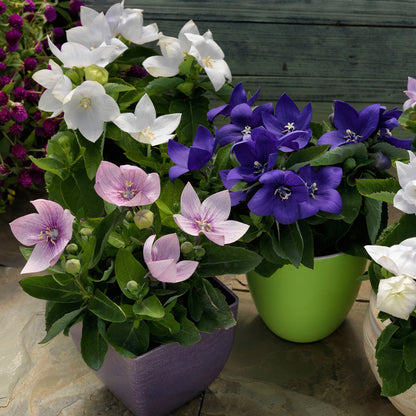 Platycodon Mix | Balloon Flower – Gardeners Dream
