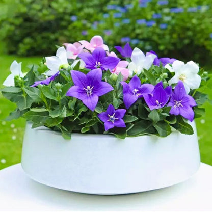 Platycodon Mix | Balloon Flower – Gardeners Dream