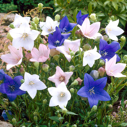 Platycodon Mix | Balloon Flower – Gardeners Dream