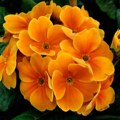 Polyanthus Orange Bedding Plants | False Oxlip – Gardeners Dream