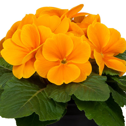 Polyanthus Orange Bedding Plants | False Oxlip – Gardeners Dream