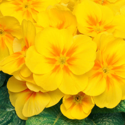 Polyanthus Yellow Bedding Plants | False Oxlip – Gardeners Dream