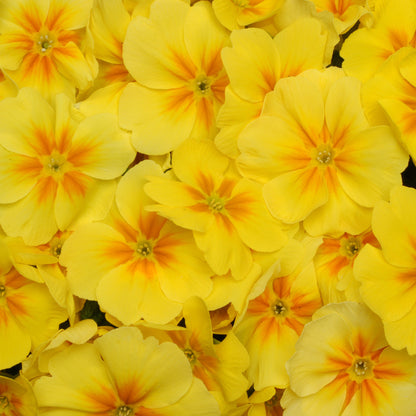 Polyanthus Yellow Bedding Plants | False Oxlip – Gardeners Dream