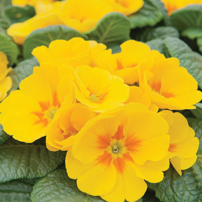 Polyanthus Yellow Bedding Plants | False Oxlip – Gardeners Dream