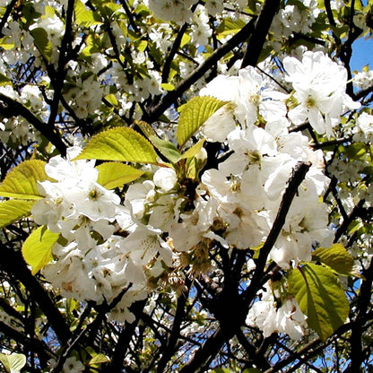 Wild Cherry Bare Root Hedge | Wild Cherry – Gardeners Dream