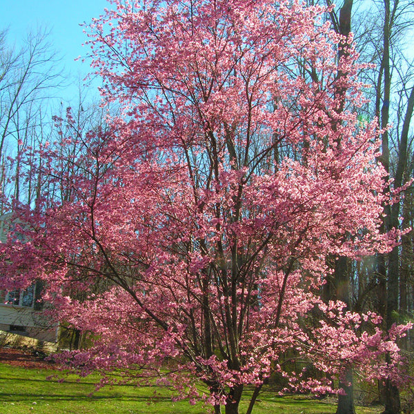 Prunus 'Okamé' | Flowering Cherry Blossom Tree – Gardeners Dream