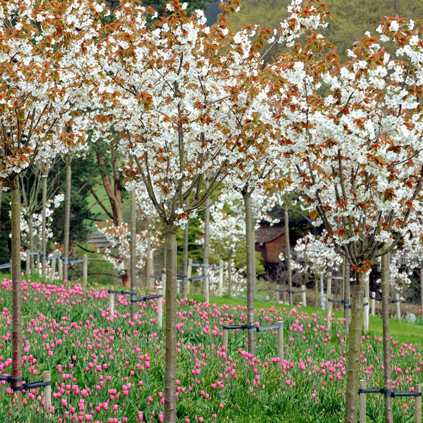 Prunus 'Tai-haku' | Great White Cherry Tree – Gardeners Dream