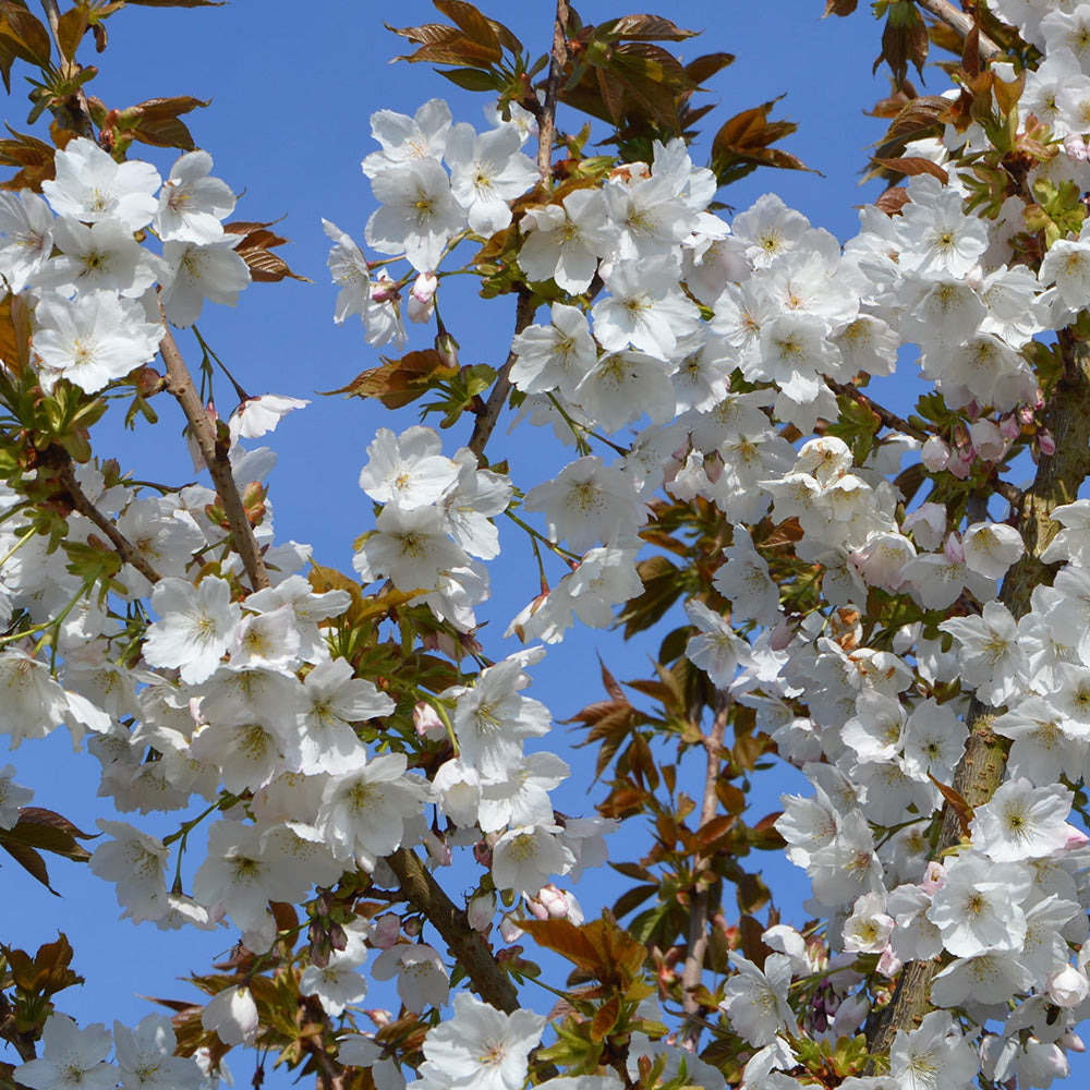 Prunus 'Tai-haku' | Great White Cherry Tree – Gardeners Dream