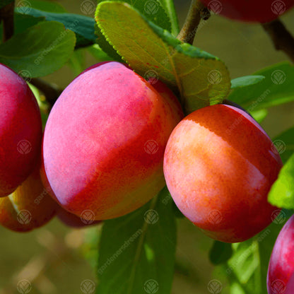 Plum 'Victoria' Patio Tree | Plum Tree – Gardeners Dream