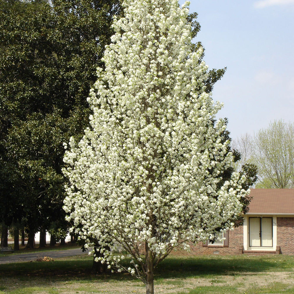 Pyrus 'Chanticleer' | Callery Pear Tree – Gardeners Dream