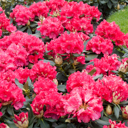 Rhododendron 'Markeeta's Prize' | Hardy Hybrid – Gardeners Dream