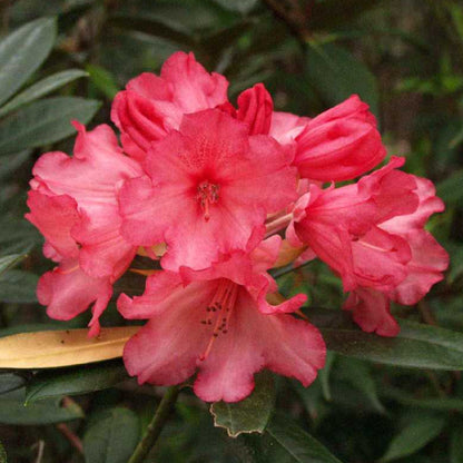 Rhododendron 'Markeeta's Prize' | Hardy Hybrid – Gardeners Dream