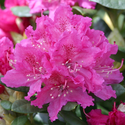 Rhododendron 'Rocket' | Hardy Hybrid – Gardeners Dream
