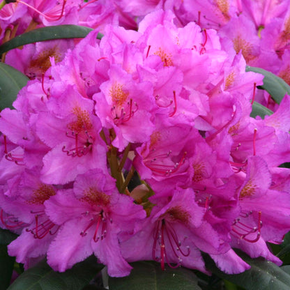 Rhododendron 'Rocket' | Hardy Hybrid – Gardeners Dream