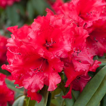 Rhododendron 'Taurus' | Hardy Hybrid – Gardeners Dream
