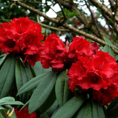 Rhododendron 'Taurus' | Hardy Hybrid – Gardeners Dream