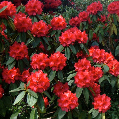 Rhododendron 'Taurus' | Hardy Hybrid – Gardeners Dream