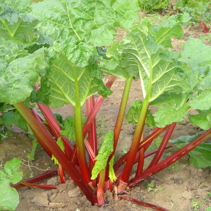 Rhubarb 'Timperley Early' Bare Root Crowns | Rhubarb – Gardeners Dream