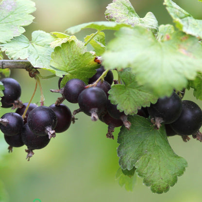 Jostaberry | Jostaberry – Gardeners Dream