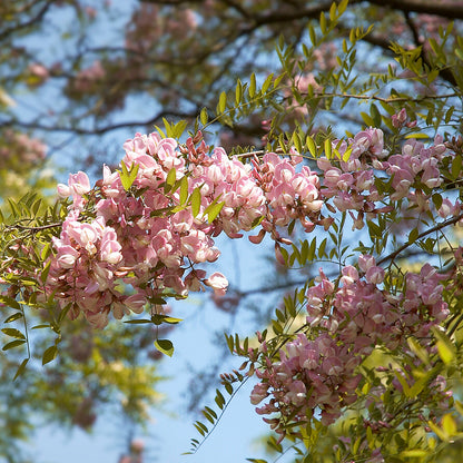 Robinia 'Hillieri' | False Acacia Tree – Gardeners Dream