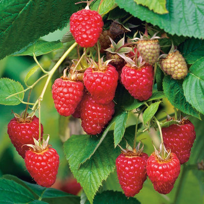 Raspberry 'Tulameen' | Raspberry – Gardeners Dream