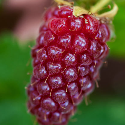 Tayberry | Tayberry – Gardeners Dream