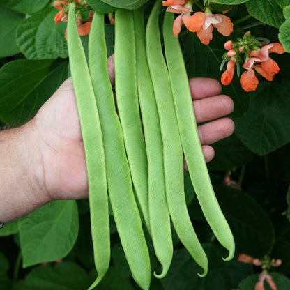 Enorma Runner Bean Seeds | Grow Your Own | Free UK Delivery – Gardeners ...