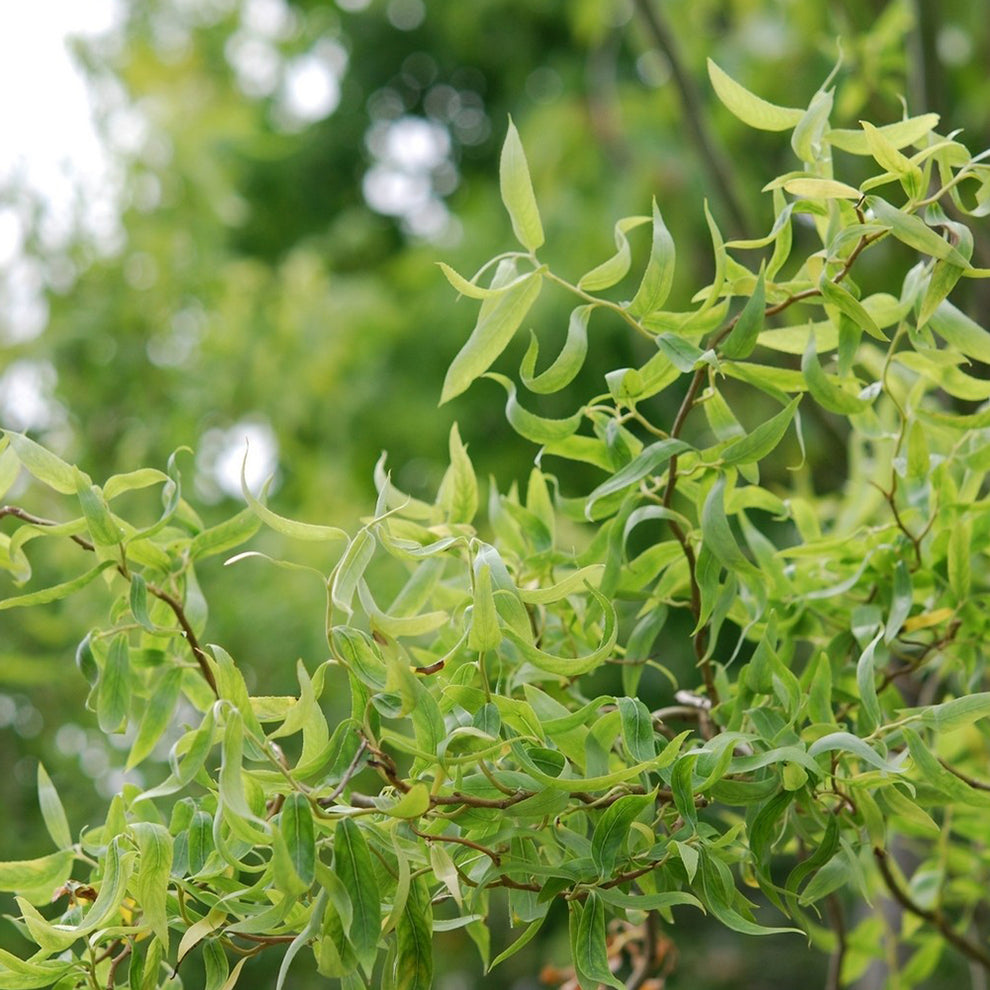 Salix 'Tortuosa' | Dragon's Claw Willow Tree – Gardeners Dream