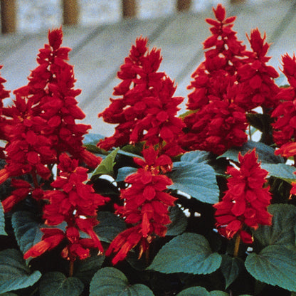 Salvia Vista Red Bedding Plants | Scarlet Sage – Gardeners Dream