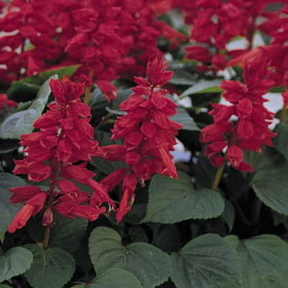 Salvia Vista Red Bedding Plants | Scarlet Sage – Gardeners Dream