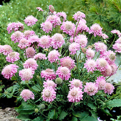 Scabiosa 'Pink Mist' | Pincushion Flower – Gardeners Dream