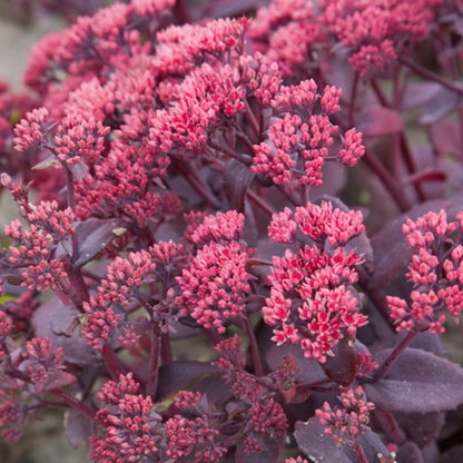 Sedum 'Chocolate Cherry' | Stonecrop – Gardeners Dream
