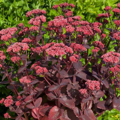 Sedum 'Chocolate Cherry' | Stonecrop – Gardeners Dream