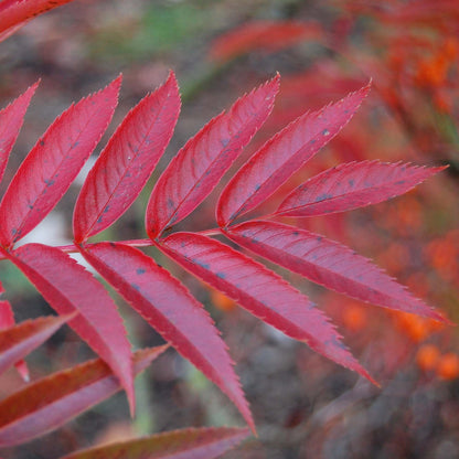 Sorbus commixta | Mountain Ash Tree – Gardeners Dream